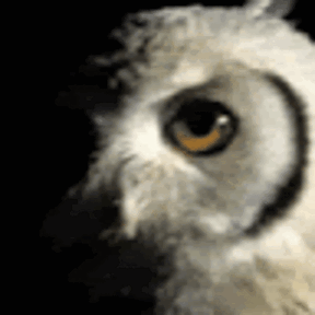 Sire VLC scripts | Hunting Script Bundle