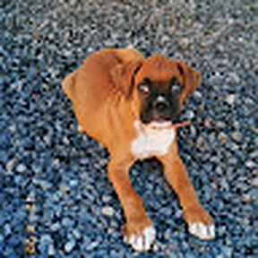 Richfie21 Development · PinkSlip Script