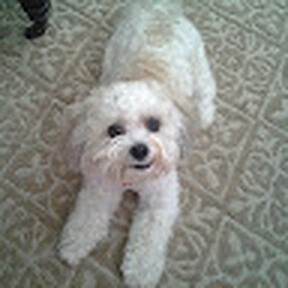 BLN Studio | RedM Scripts | VORP, RSG, QBCore, RedEM · Free [Open Source]